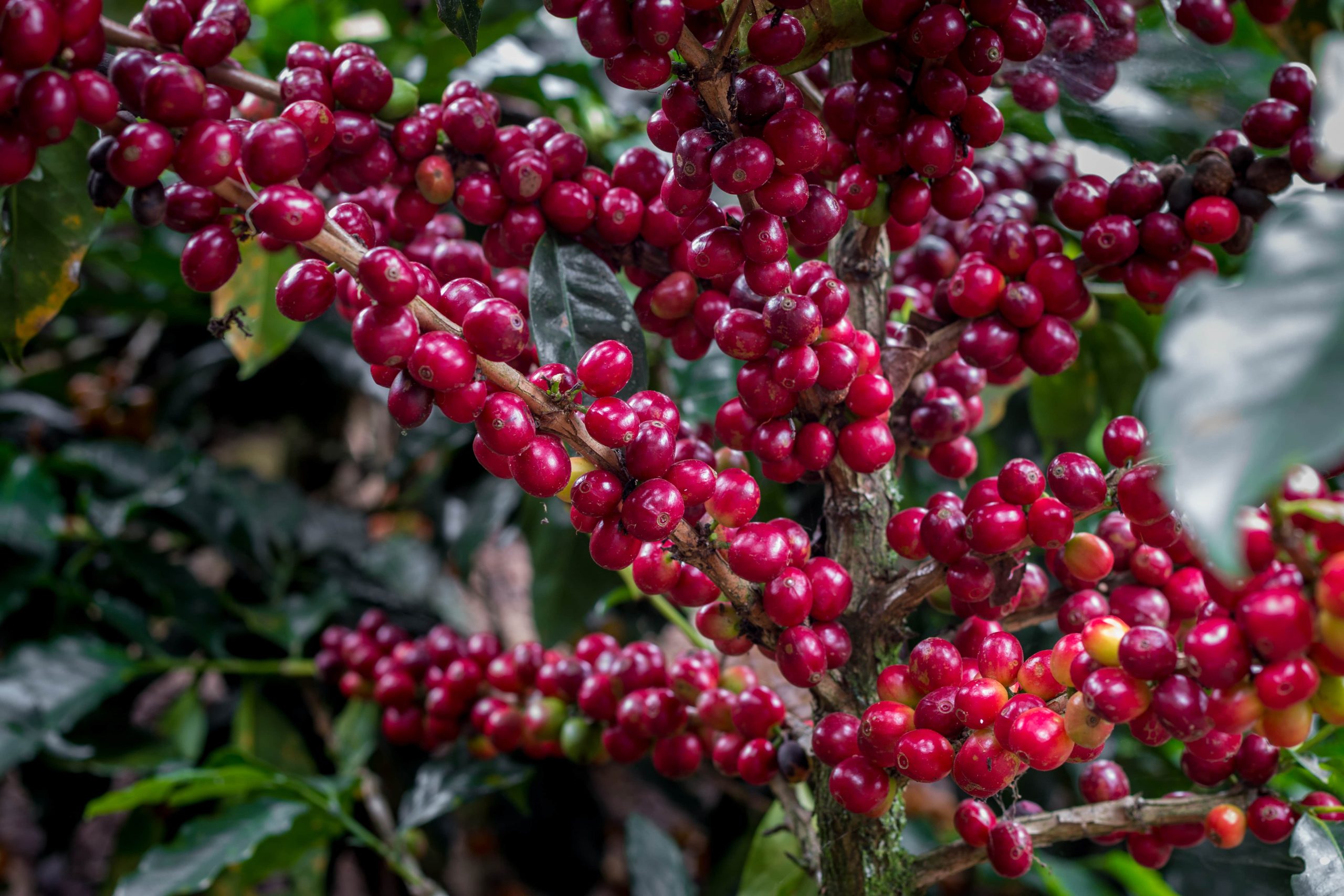 Puntos de Venta | Apu Café